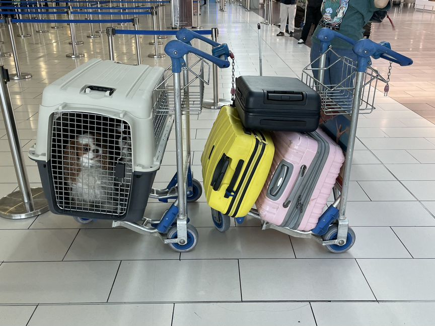 Авиа переноска для собак 90*60*68