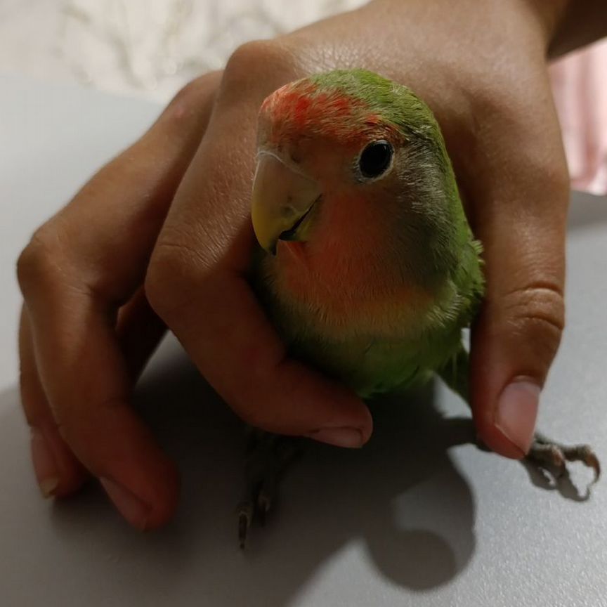 Неразлучники птенцы