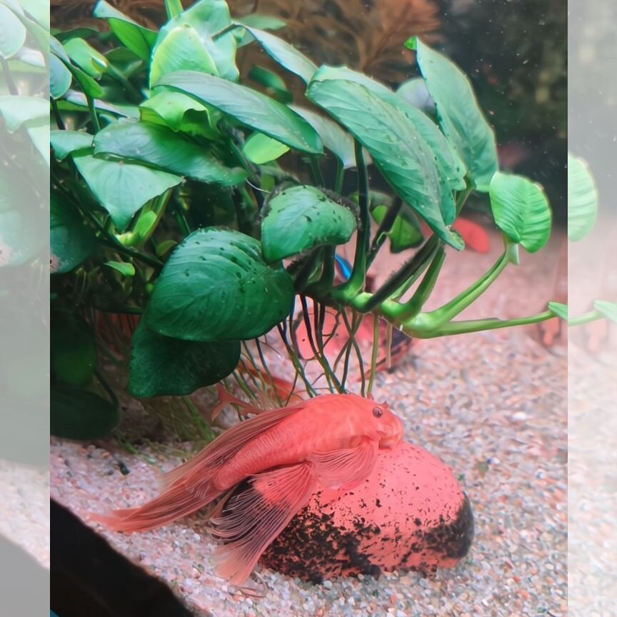 Анциструс супер ред вуаль взрослые производители