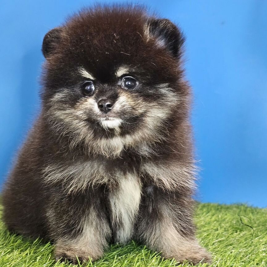 Кукольный мальчишка