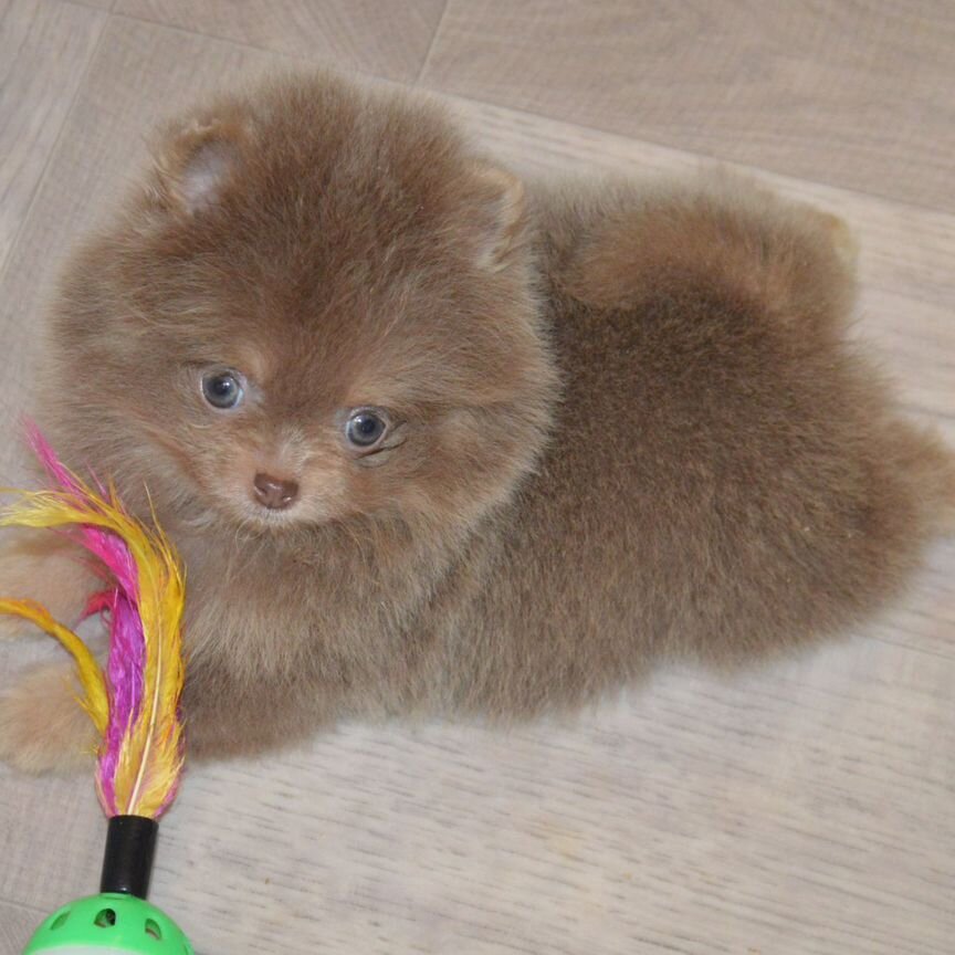 Померанский шпиц, щенок