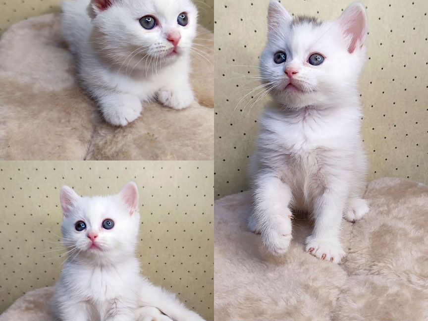 Шотландские котята