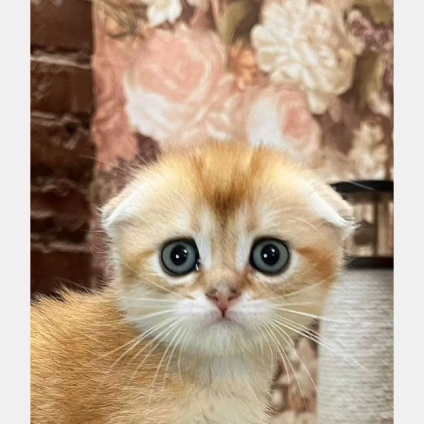 Котёнок мальчик золотой