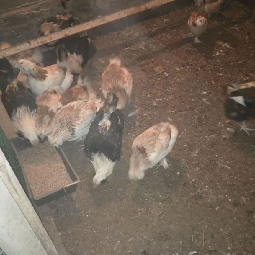 Куры молодки,яично мясной породы возраст 4 месяца