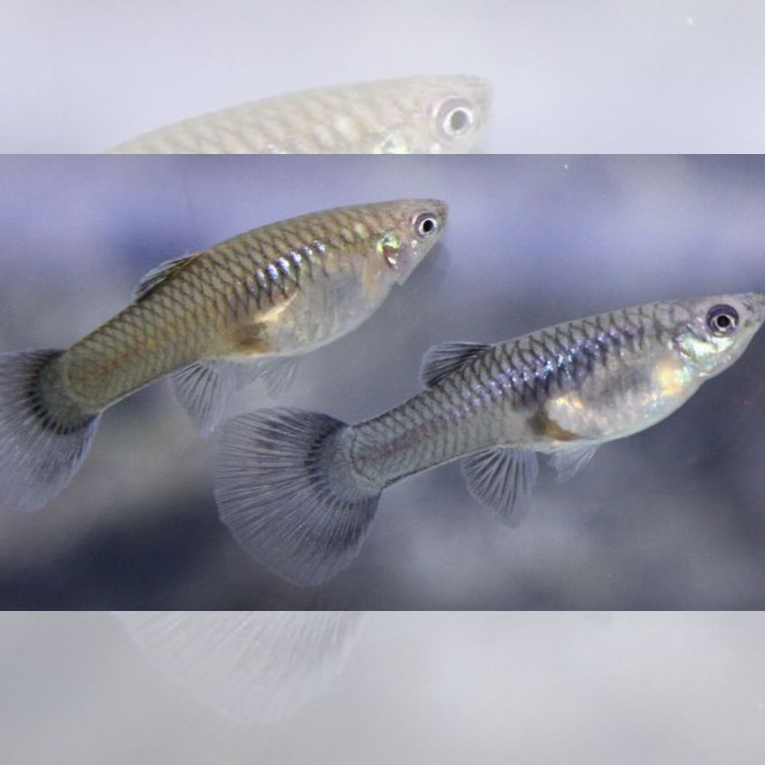 Аквариумные рыбки гуппи