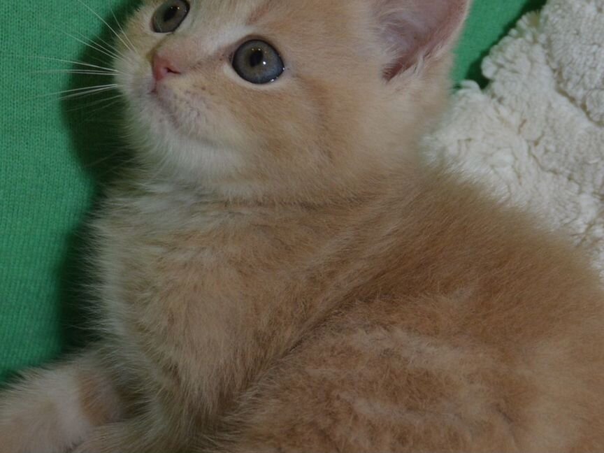 Британский кремовый мальчик