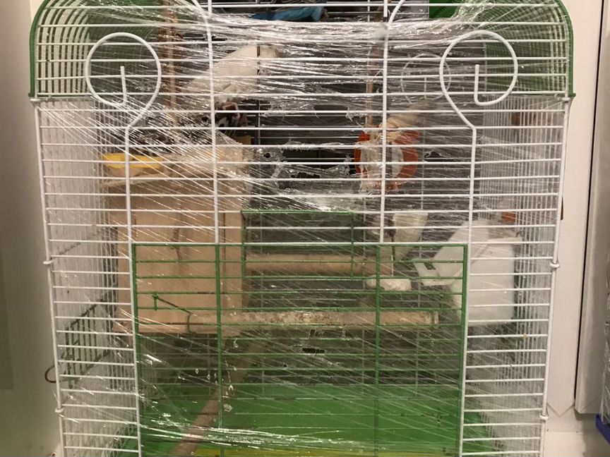 Пара волнистых попугаев