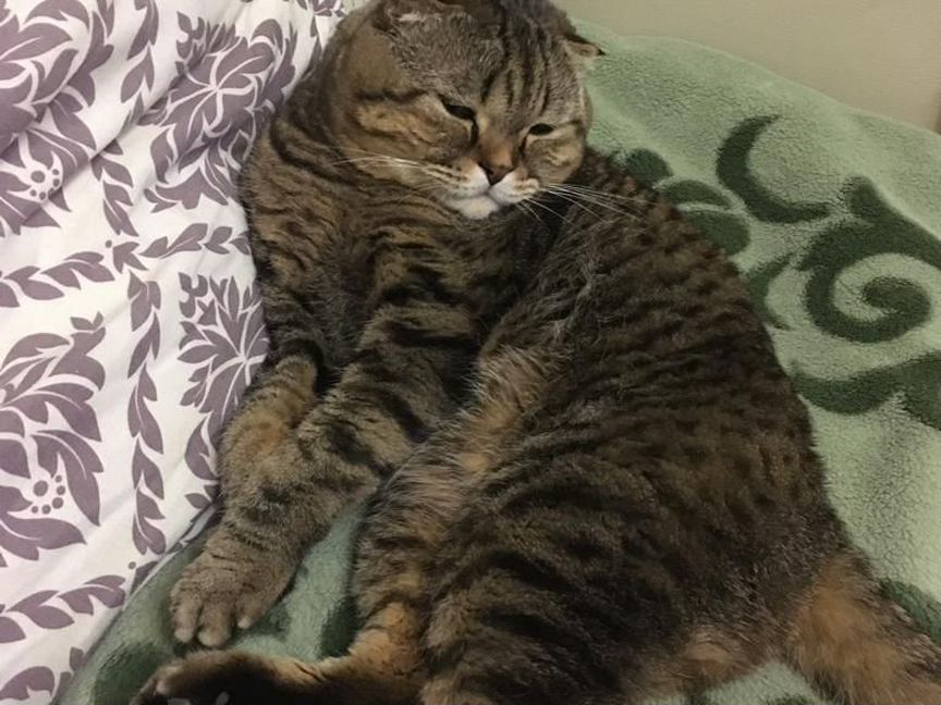 Шотландский кот на вязку