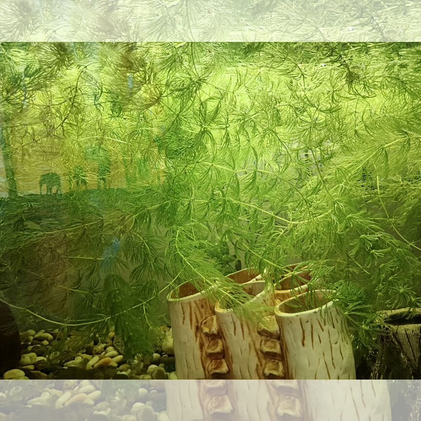 Аквариумные растения, роголистник