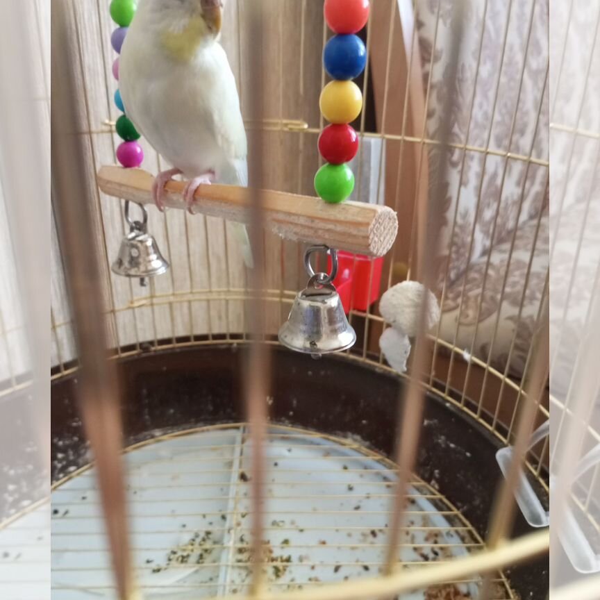 Попугайчиха жёлтая