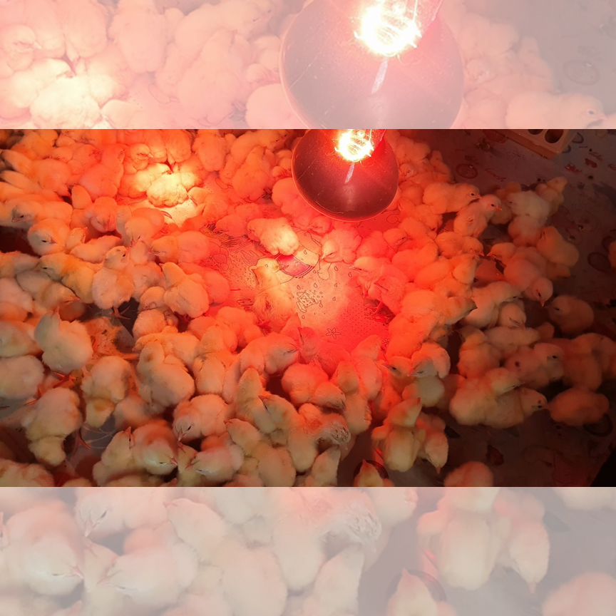 Цыплята бройлеры