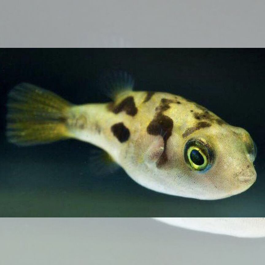 Тетрадон карликовый