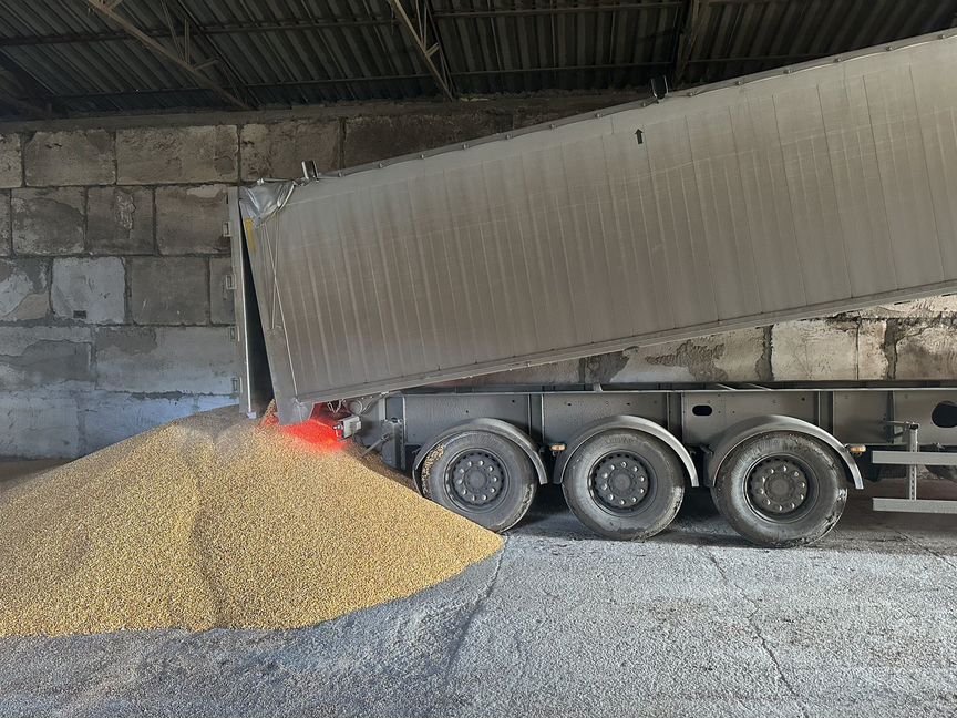 Кукуруза зерно