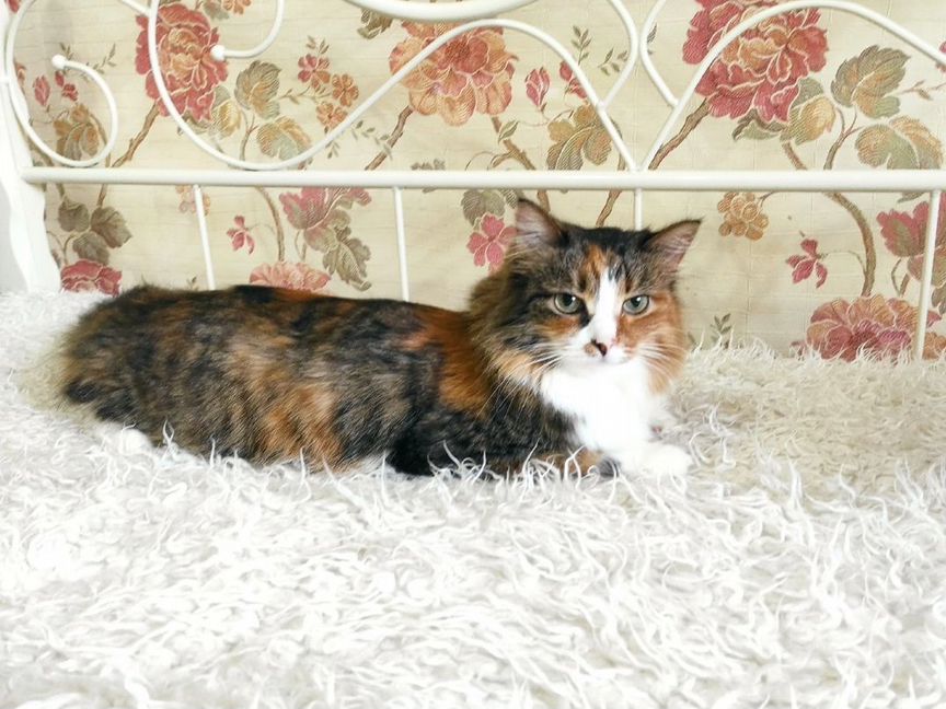 Кошечка Лана