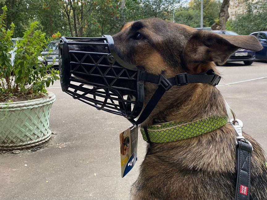 Щенок вео метис Армат 1год привит дрессирован