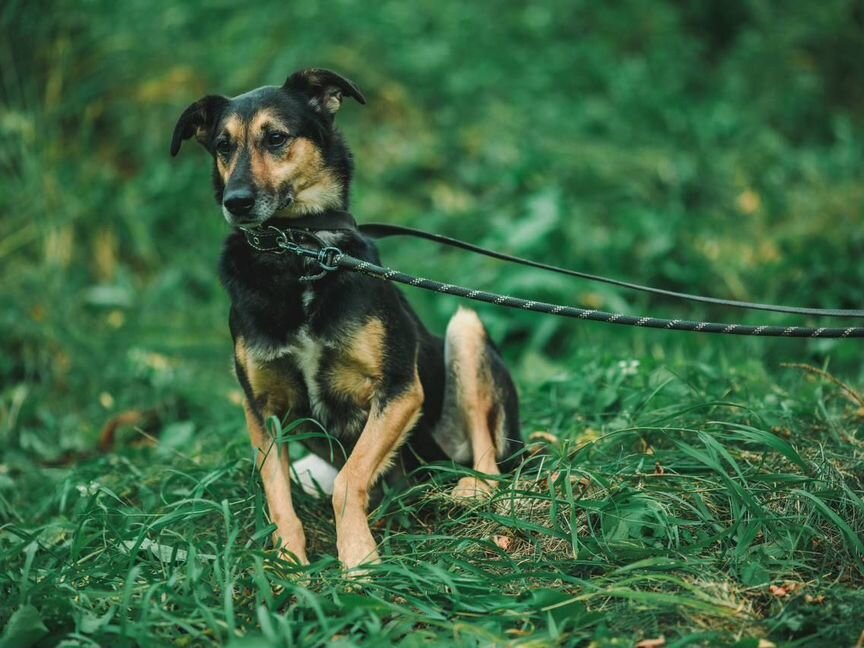 В добрые, ласковые ручки