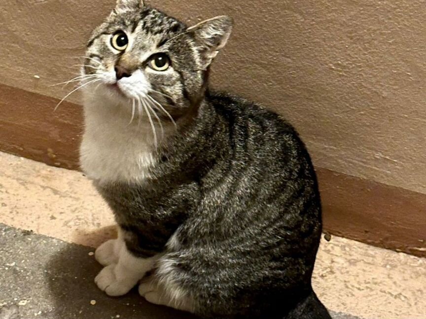 Котик чудесный ласковый