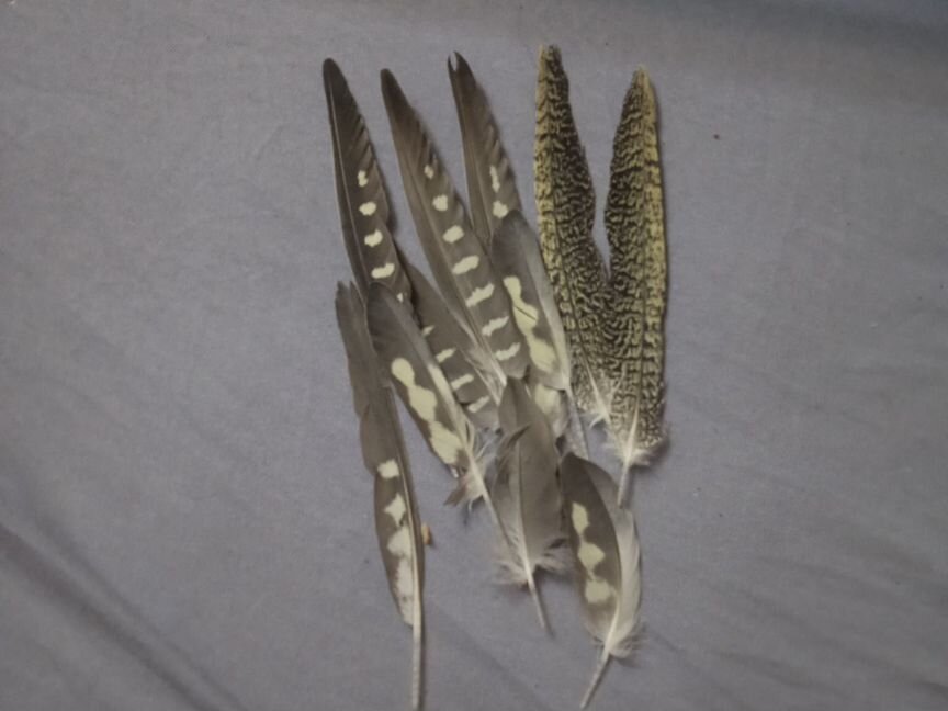 Перья попугая корелла