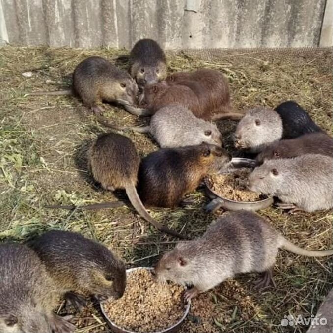 Мясо нутрии