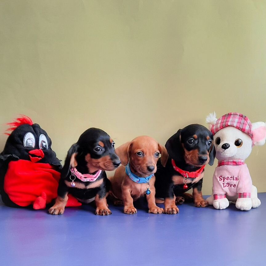 Щенки таксы в любимцы