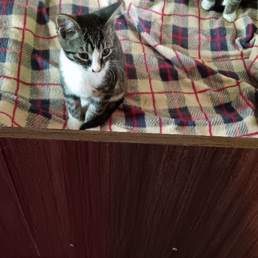 Кошка