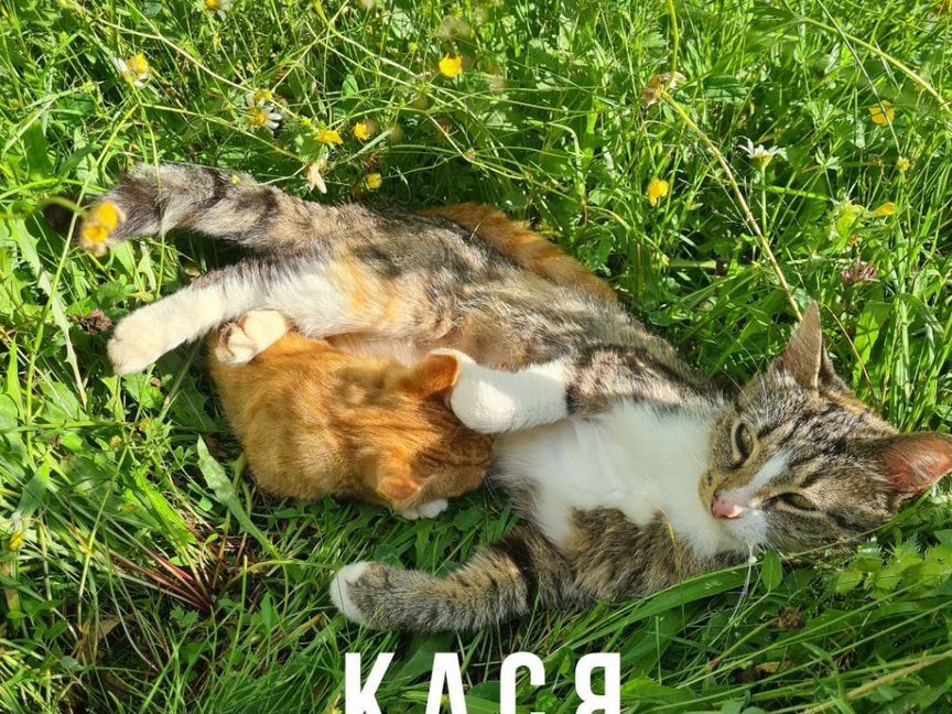 Кошки в добрые руки бесплатно