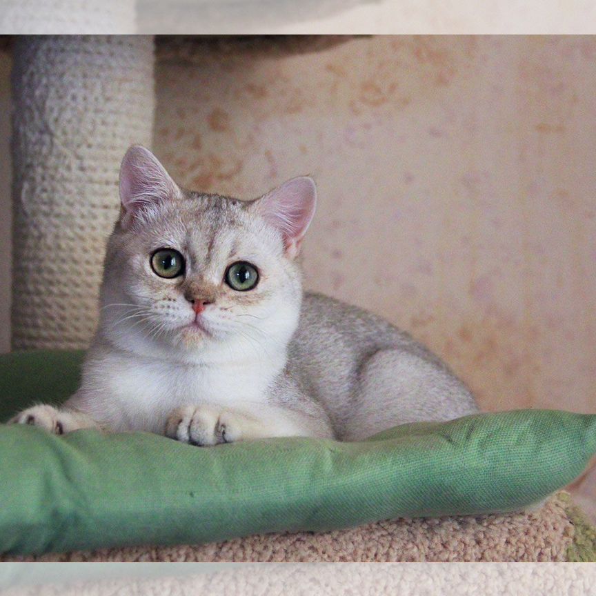 Британский короткошёрстный котёнок