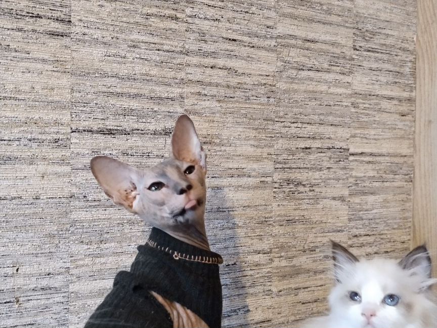Кошки породистые сфинкс