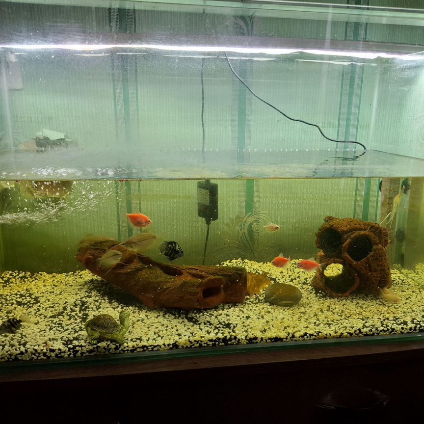 Продам аквариум на 200 литров вместе с рыбками