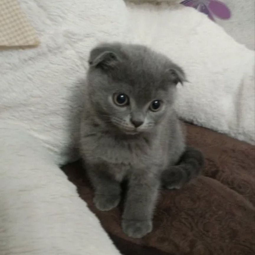 Британский вислоухий кот