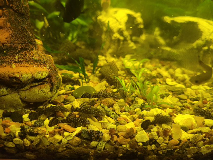 Анциструс сом