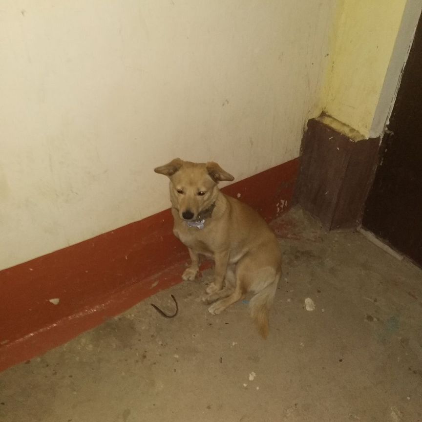 Собака потерялась. Белка