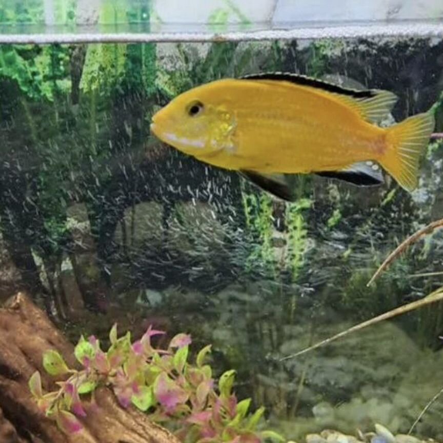 Отдам рыбку еллоу