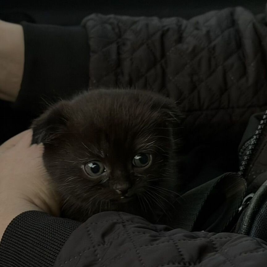 Шотландский вислоухий короткошёрстный котёнок