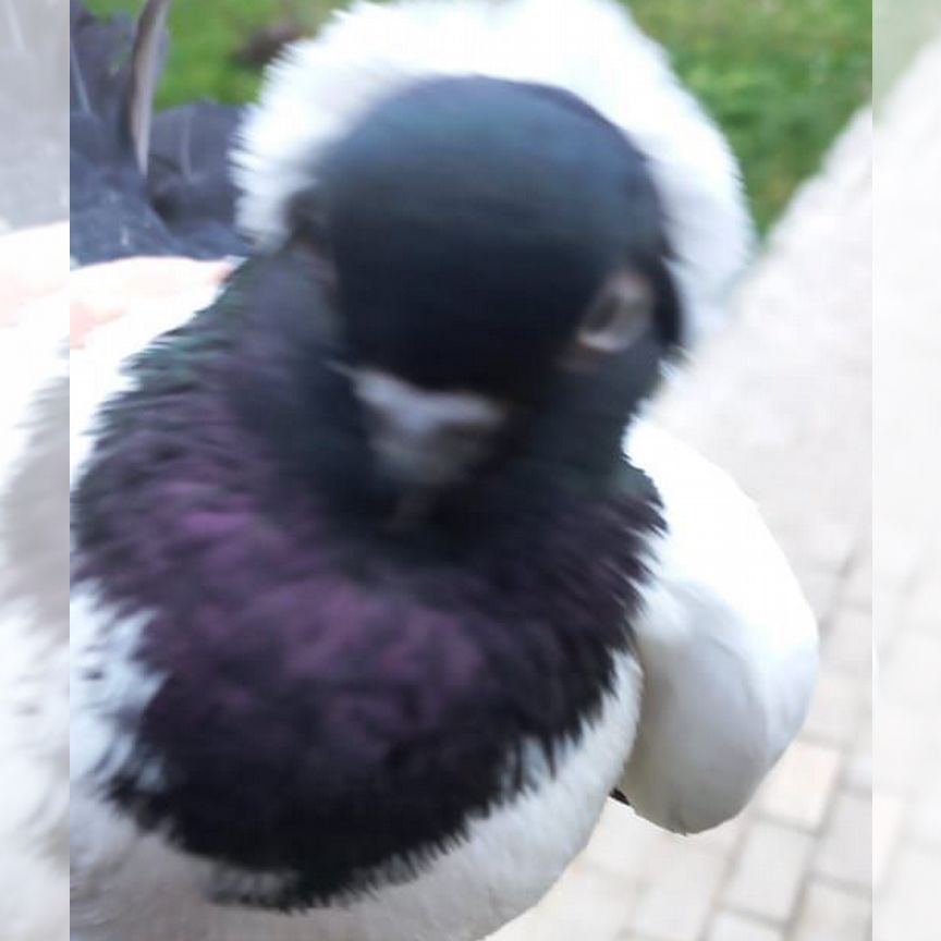 Голуби крестовые монахи