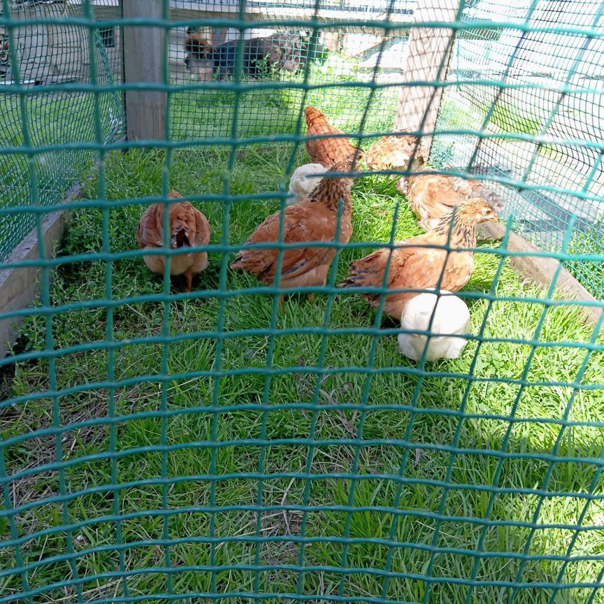 Продам цыплят