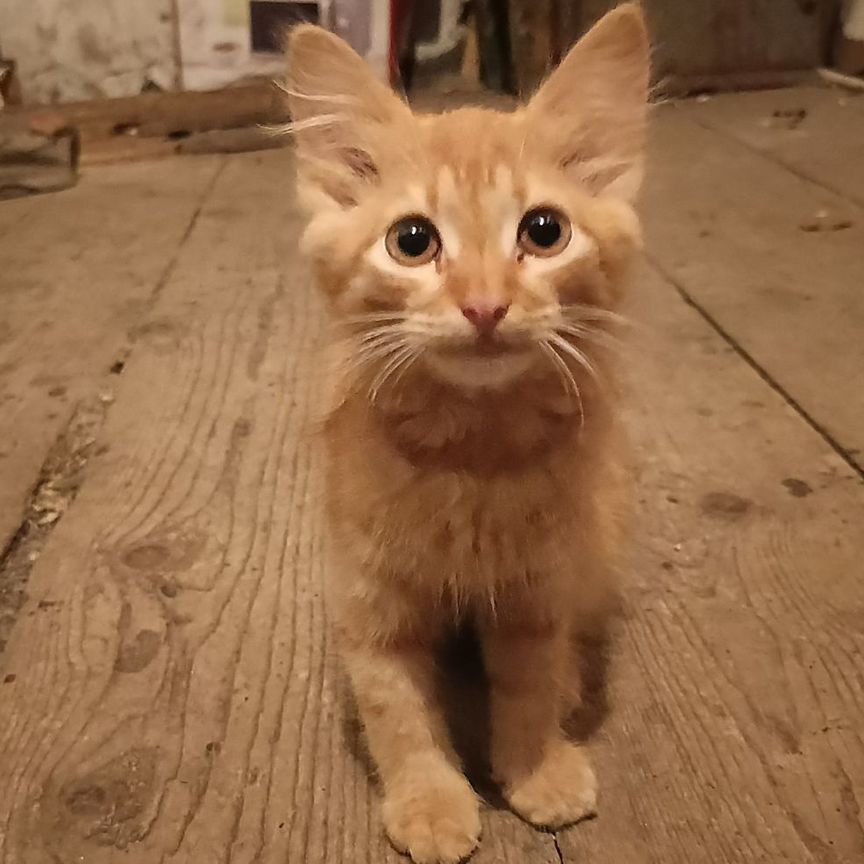 Котёнок
