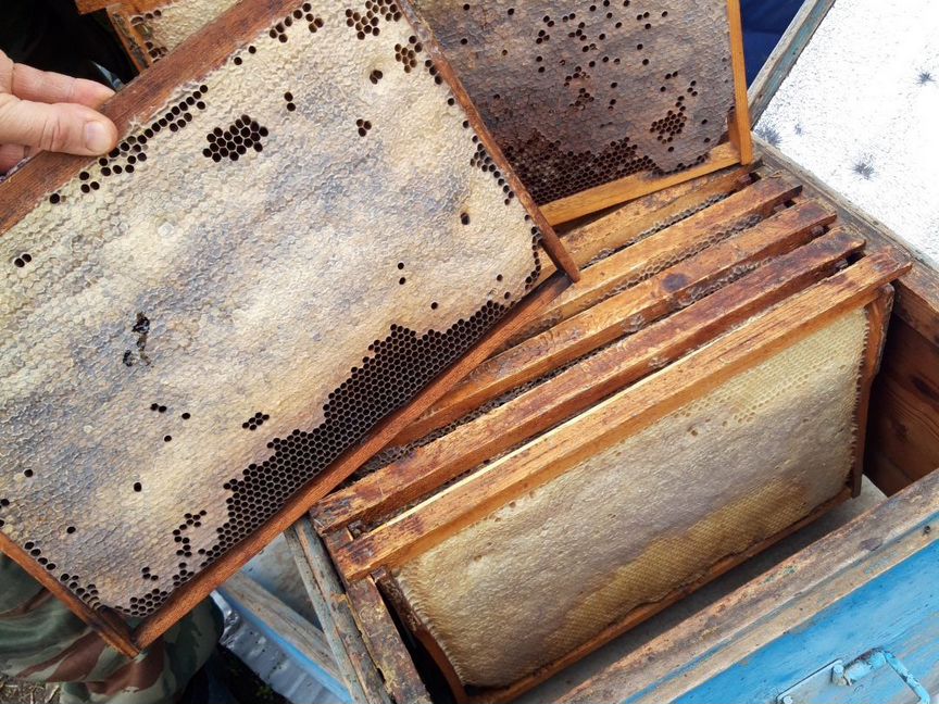 Рамка с мёдом майский и цветочный