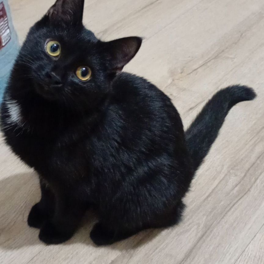 Котёнок в добрые руки