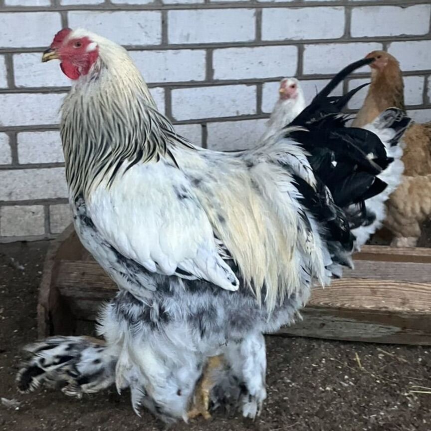 Петух брама