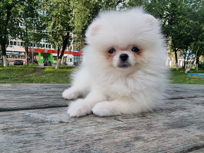 Померанский шпиц