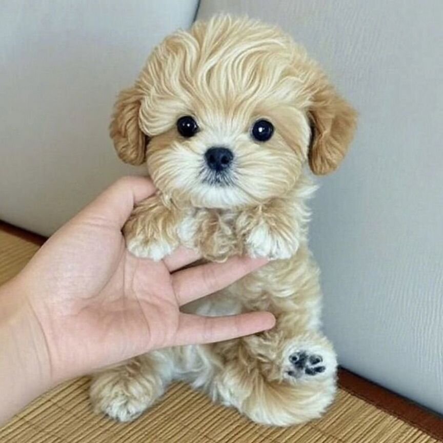 Мальтипу, щенок