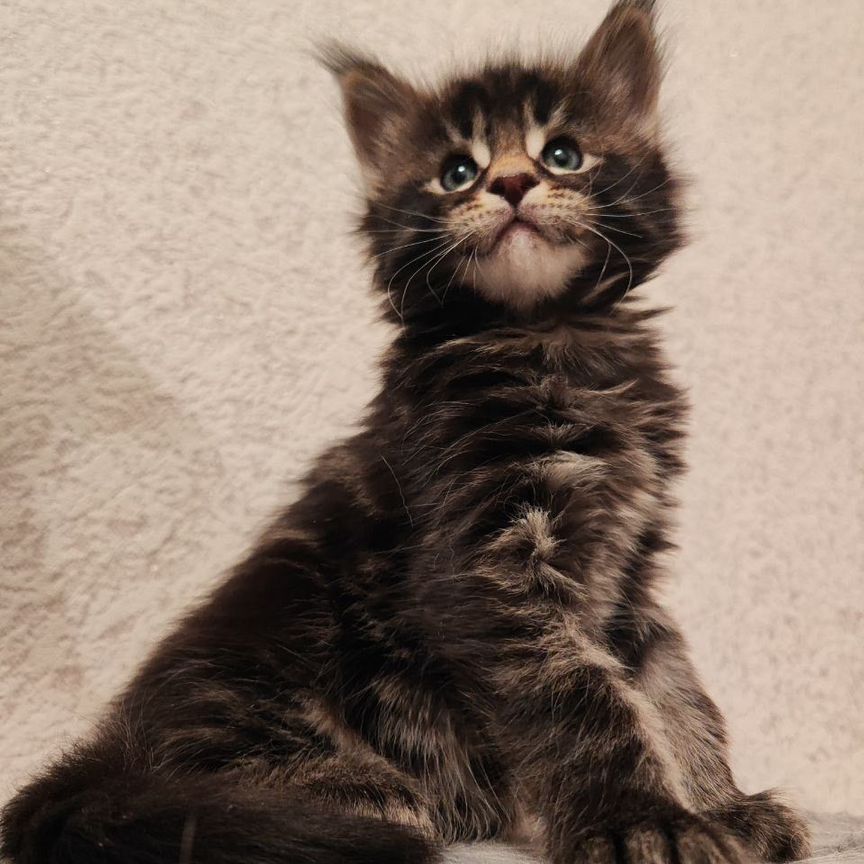 Котята мейнкун