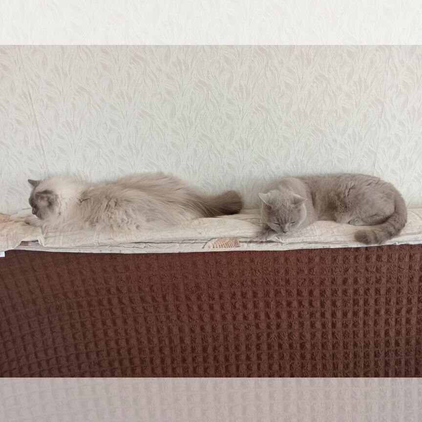 Британский короткошёрстный, взрослый кот