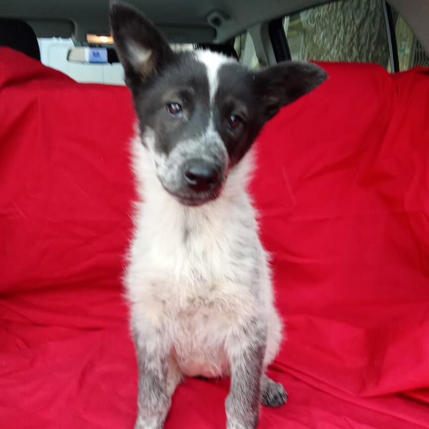 Щенок в добрые руки