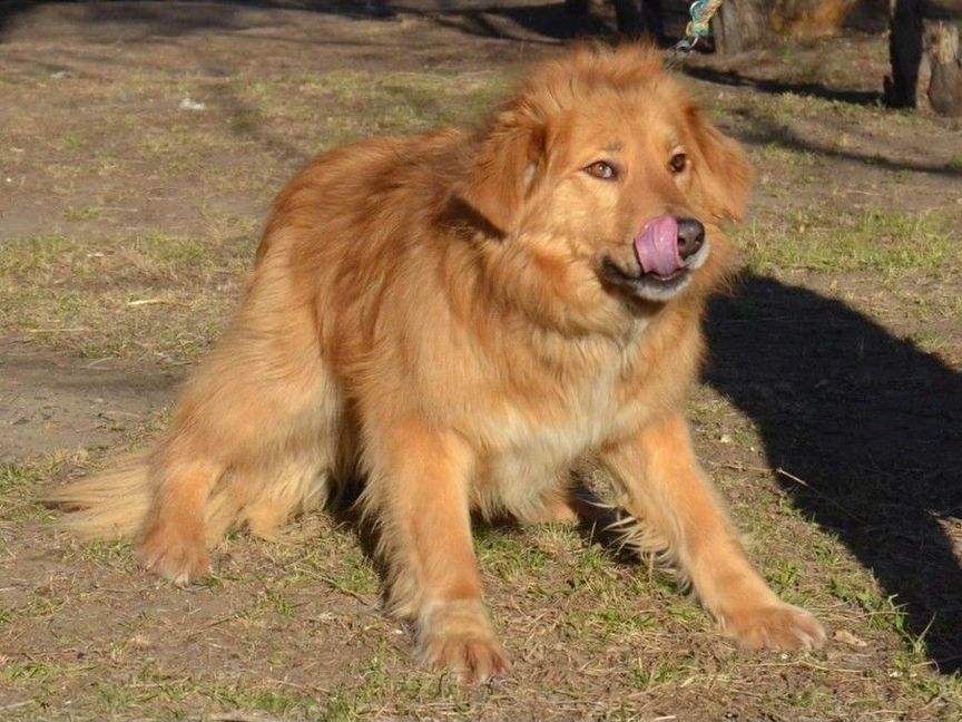 Отдам молодую красивую собаку