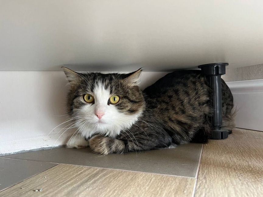 Кот в добрые руки