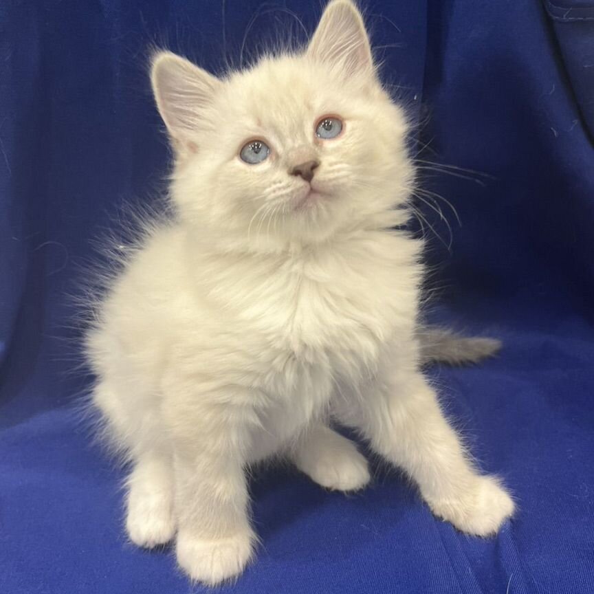 Невский маскарадный котёнок