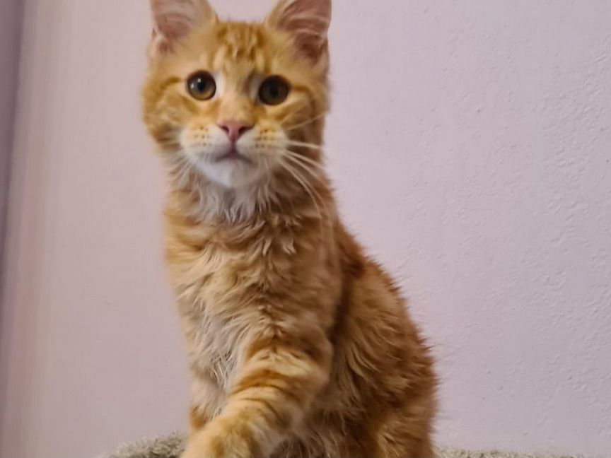 Девочка рыжая мейн-кун в добрые руки