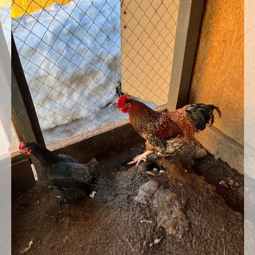 Петух мясояичный